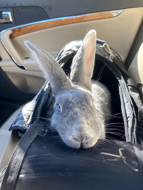 Don't Worry, Bunny, The Hard Part Is Over — The Daily Bunny