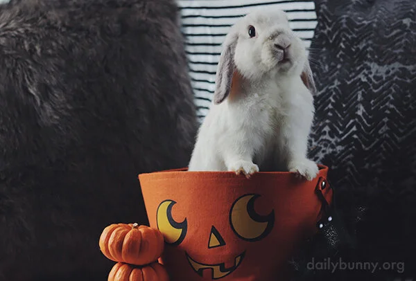 It's the Daily Bunny's Halloween 2020 Mega-Post! — The Daily Bunny