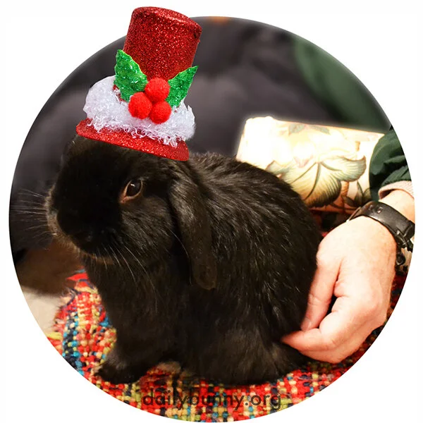 It's the Daily Bunny's Christmas 2020 Mega-Post! [Image-Heavy] — The ...