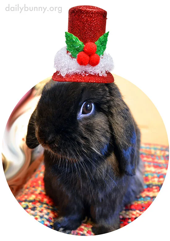 It's the Daily Bunny's Christmas 2020 Mega-Post! [Image-Heavy] — The ...