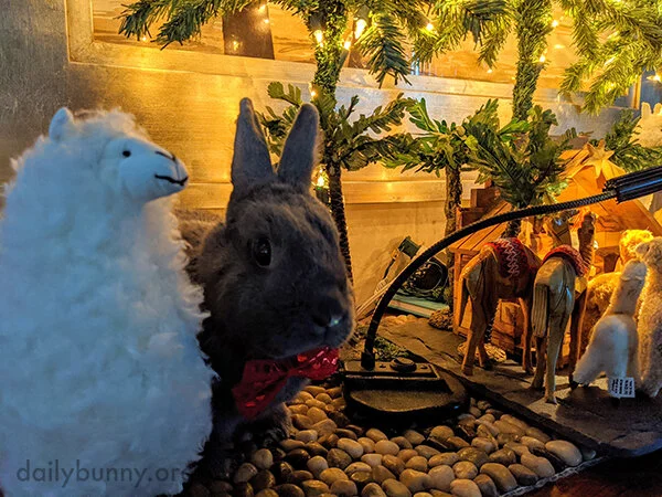 It's the Daily Bunny's Christmas 2020 Mega-Post! [Image-Heavy] — The ...