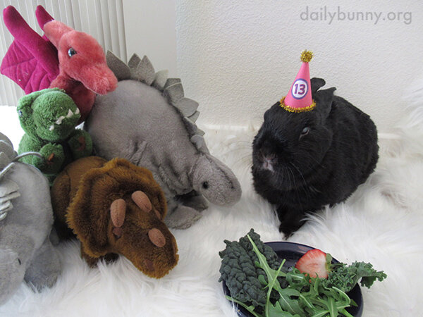 Bunny Naps in the Box He Carefully Designed Himself — The Daily Bunny