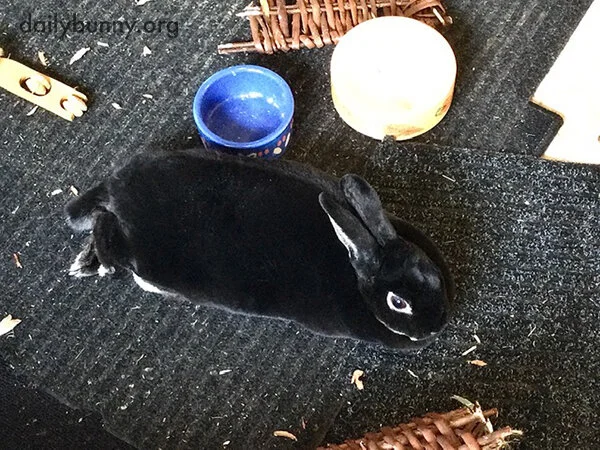 Bunny Can Be a Potato or a Loaf of Bread — The Daily Bunny