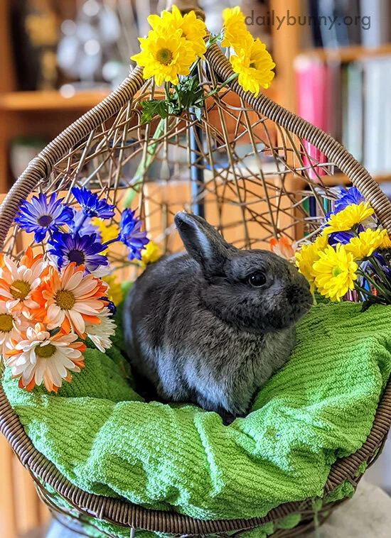 It's the Daily Bunny's Easter 2021 Mega-Post! — The Daily Bunny
