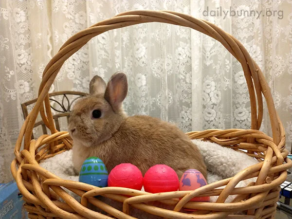 It's the Daily Bunny's Easter 2021 Mega-Post! — The Daily Bunny