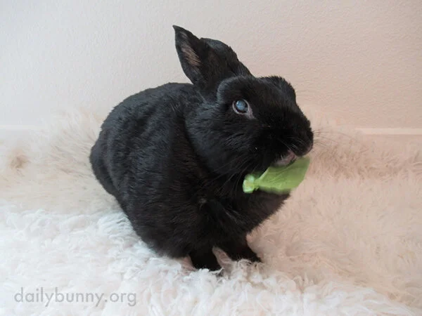 Only the Freshest Basil for Bunny — The Daily Bunny