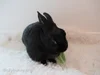 Only the Freshest Basil for Bunny — The Daily Bunny