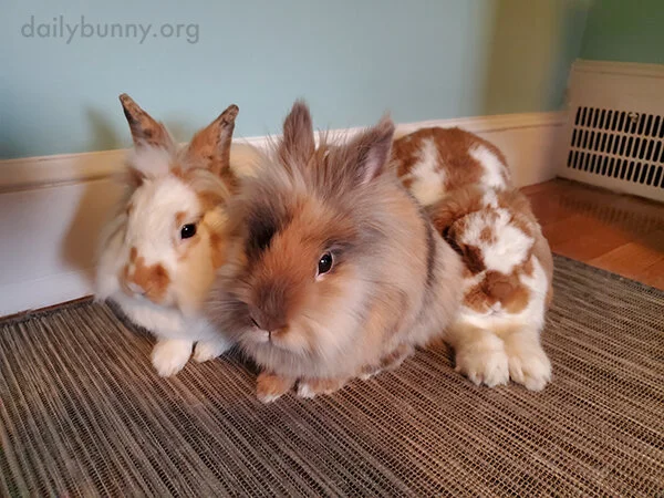 Big Binkies for a Happy Bunny! — The Daily Bunny