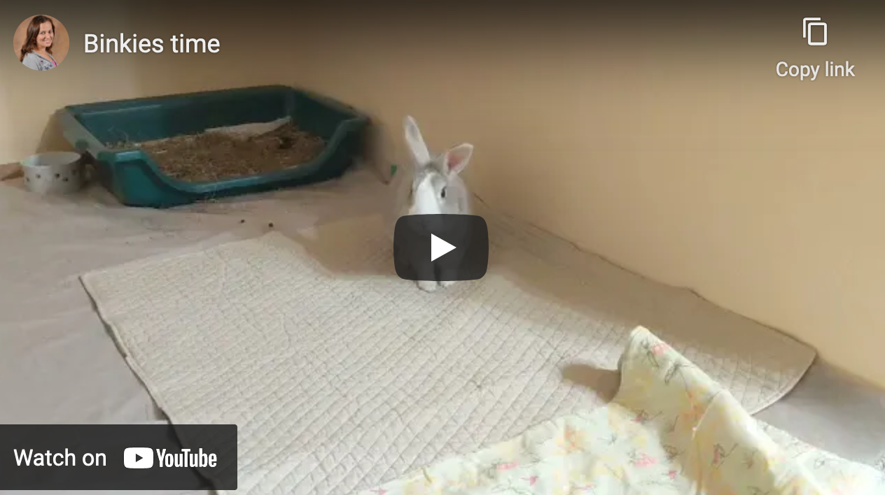 Big Binkies for a Happy Bunny! — The Daily Bunny