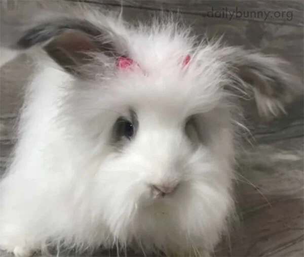 Bunny's Got a Serious Hairstyle — The Daily Bunny