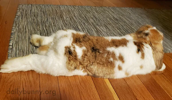 Bunny Sploot! — The Daily Bunny