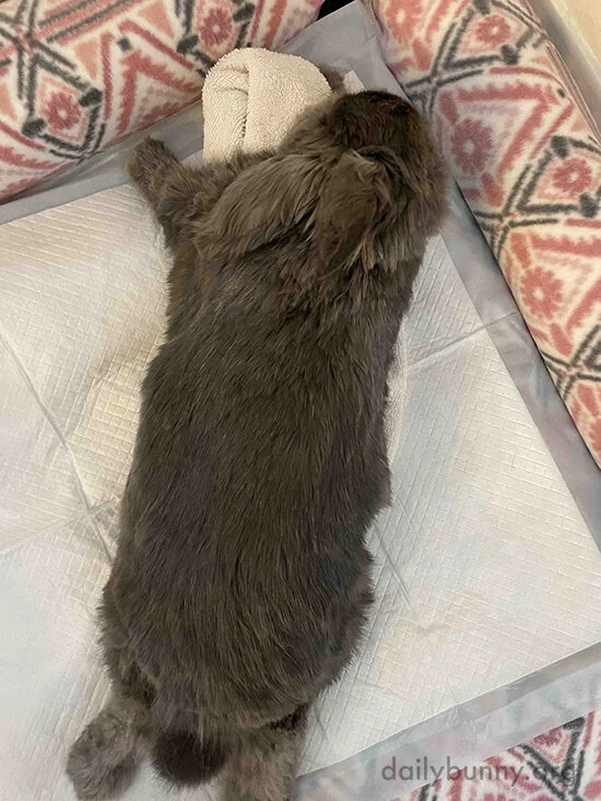 Best Wishes for a Speedy Recovery, Bunny! — The Daily Bunny