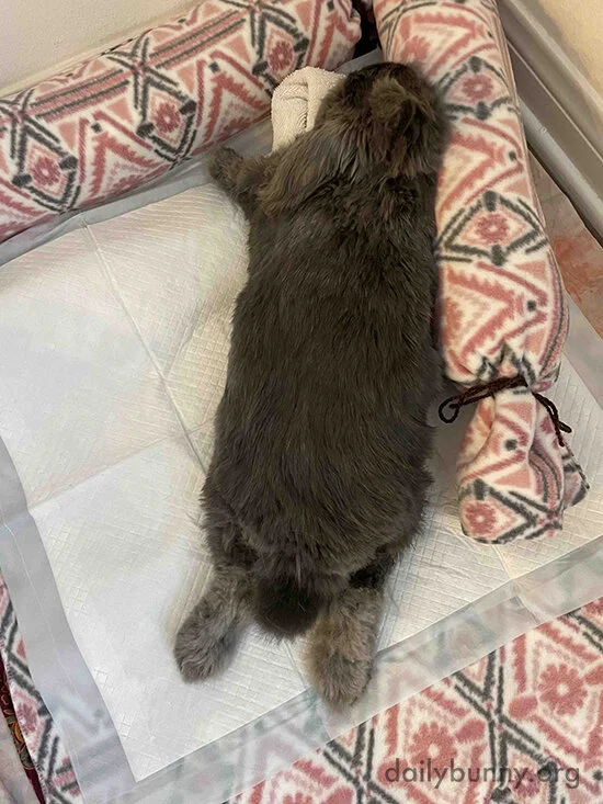 Best Wishes for a Speedy Recovery, Bunny! — The Daily Bunny