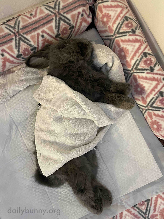 Best Wishes for a Speedy Recovery, Bunny! — The Daily Bunny