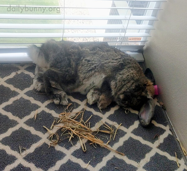 Bunny Is Forced to Suffer the Indignities of Napping in a Not-Favorite ...