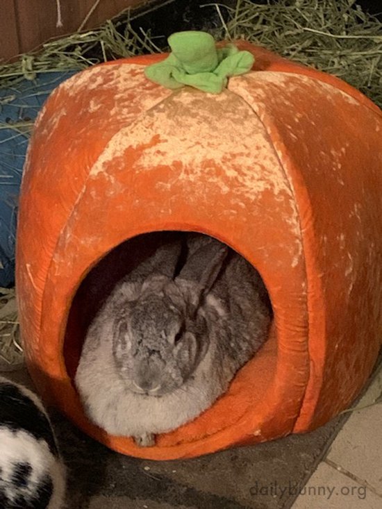 It's the Daily Bunny's Halloween 2021 Mega-Post! — The Daily Bunny