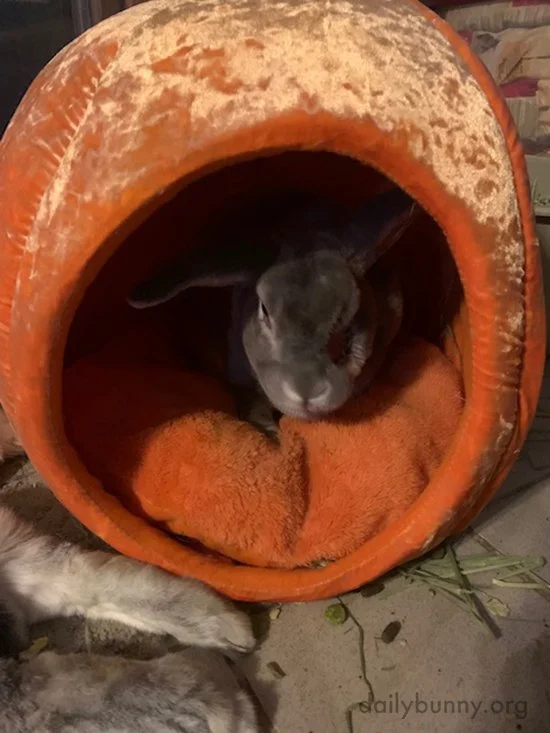 It's the Daily Bunny's Halloween 2021 Mega-Post! — The Daily Bunny