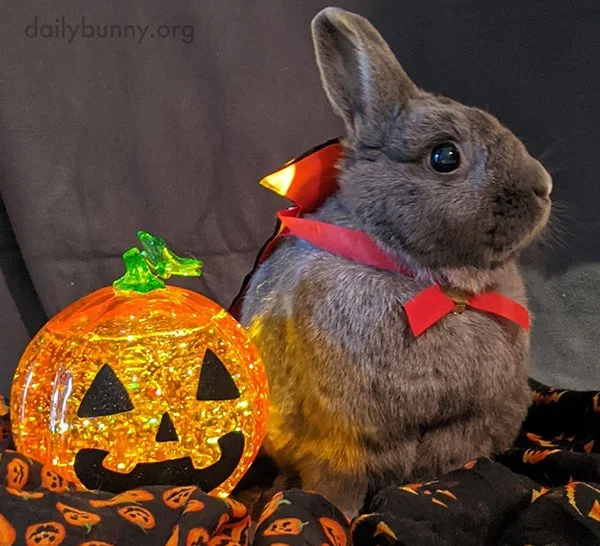 It's the Daily Bunny's Halloween 2021 Mega-Post! — The Daily Bunny