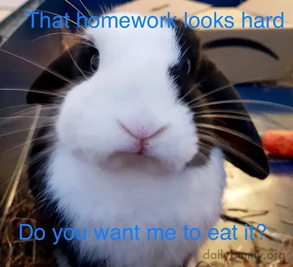 Bunny Offers to Help with Small Human's Homework — The Daily Bunny