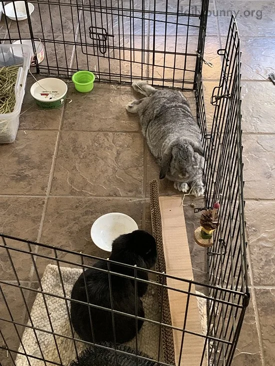 You'll Have to Go Through Me First, Buddy — The Daily Bunny