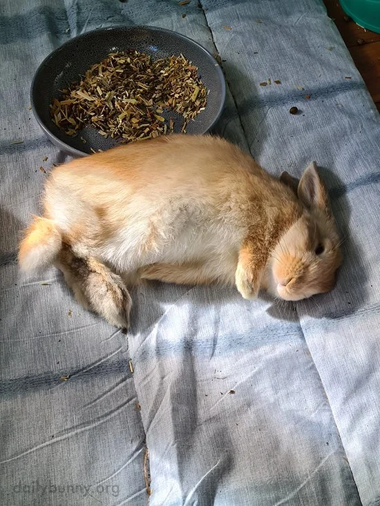 Bunny's Full-Belly Flop — The Daily Bunny