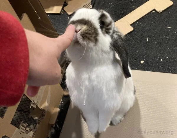 Nice Healthy Teeth There, Bunny, Tongue Looks Good - All Around, a ...