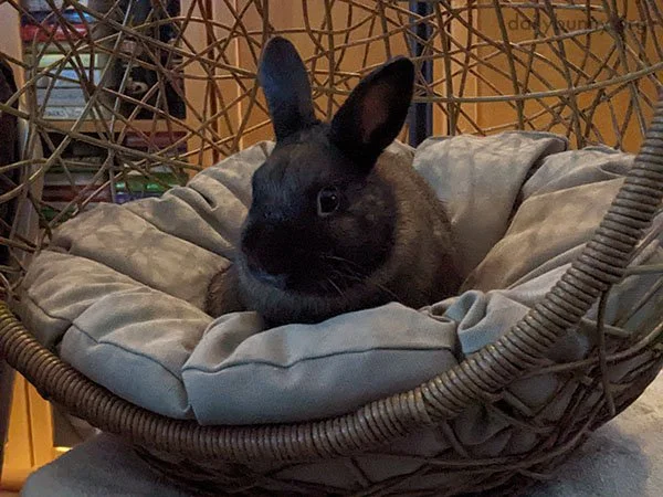 What Is It With Bunnies and Napping in the Litter Box? — The Daily Bunny