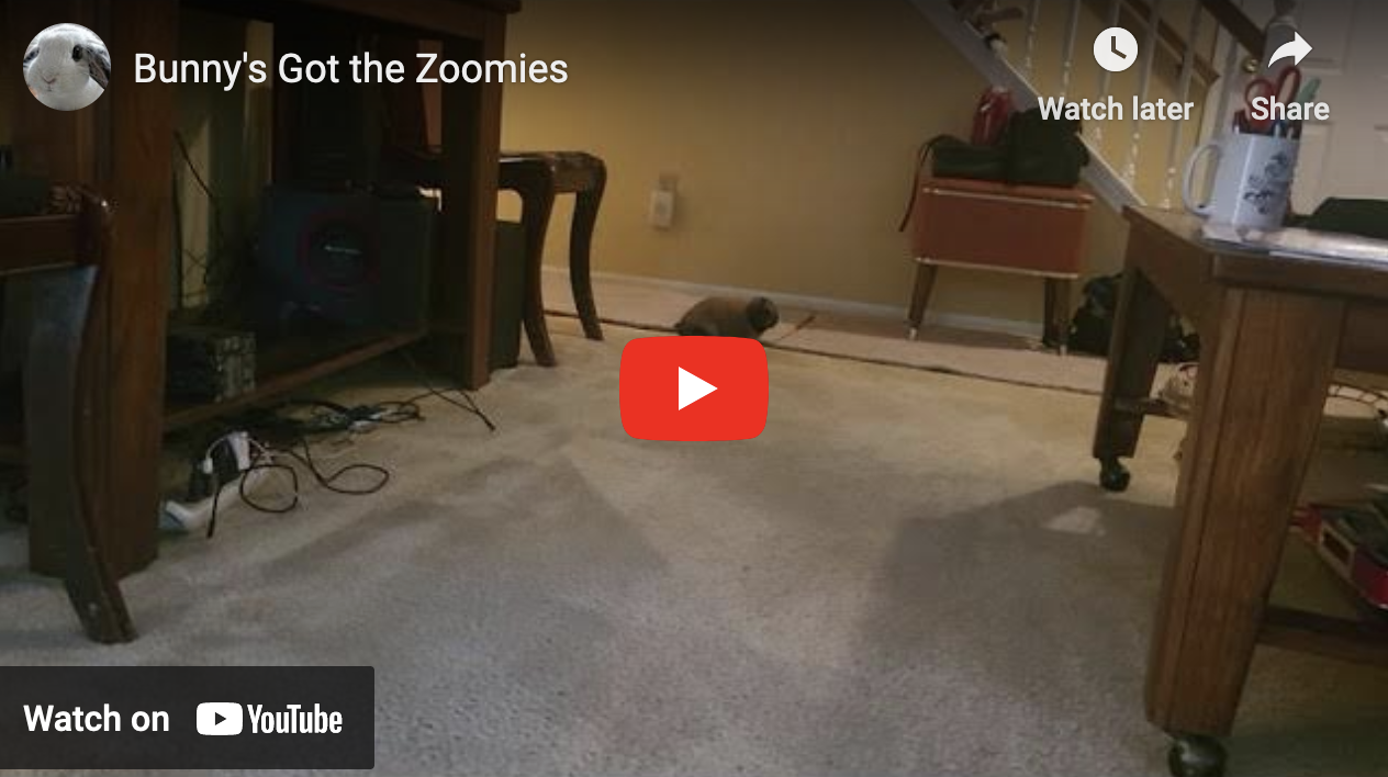 Bunny's Got the Zoomies — The Daily Bunny