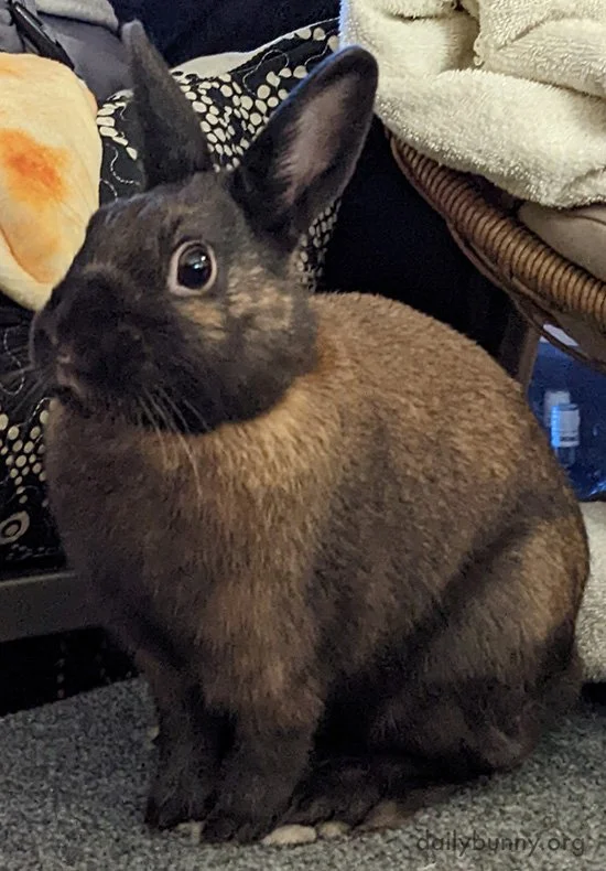 Bunny's Wide-Eyed Portrait — The Daily Bunny