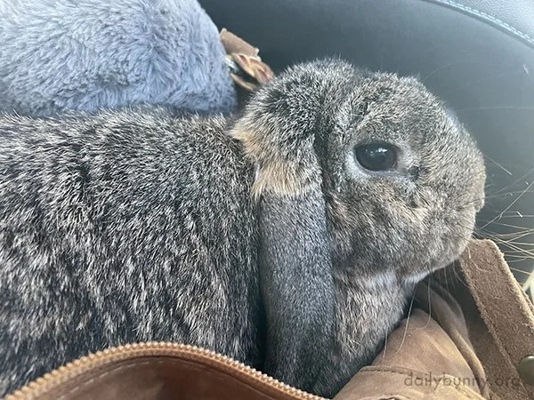 Happy Upcoming Birthday, Bunny! — The Daily Bunny