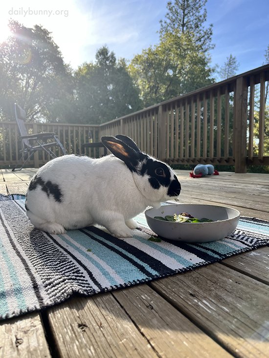 Ah, Spring! Fresh Air and Fresh Veg! — The Daily Bunny