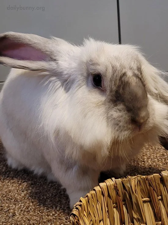 Today's Job Is to Just Be Cute and Curious, Bunny — The Daily Bunny