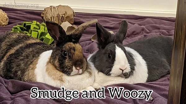 Ready to Meet Some New Bunny Friends? — The Daily Bunny
