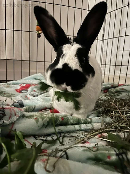 Bunny's Back to His Menacing Ways — The Daily Bunny