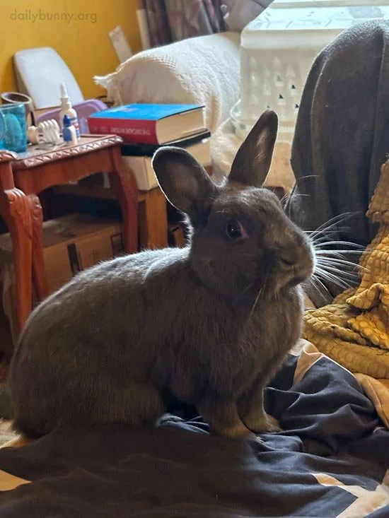 Whatever It Was, Human, It Wasn't Me! — The Daily Bunny