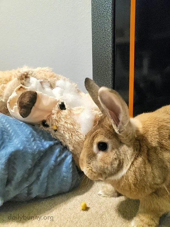 We Need a Stuffy Surgeon Over Here, Stat! — The Daily Bunny
