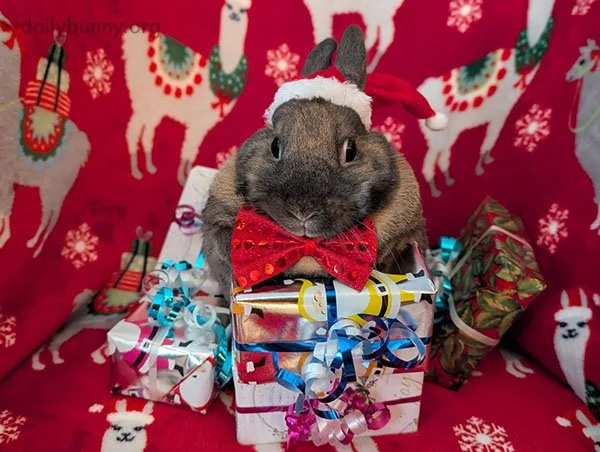 Sneak Peek of Bunny's Christmas Photoshoot — The Daily Bunny