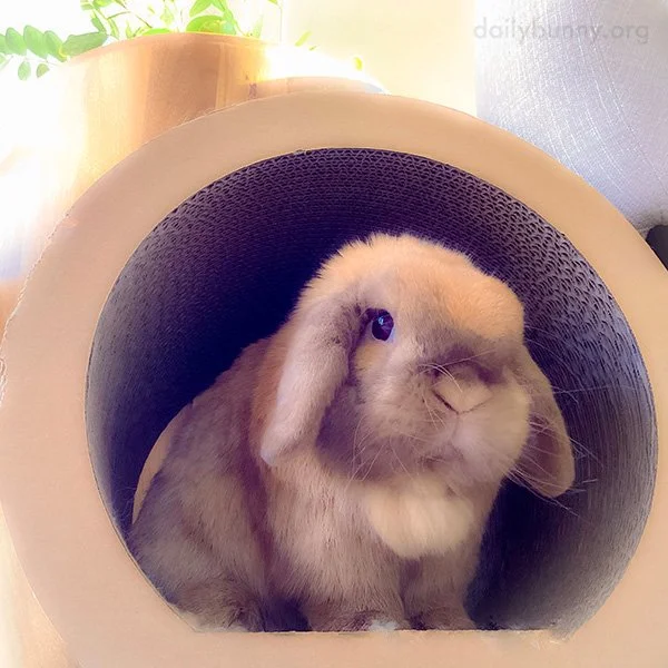 Those Cheeks! — The Daily Bunny