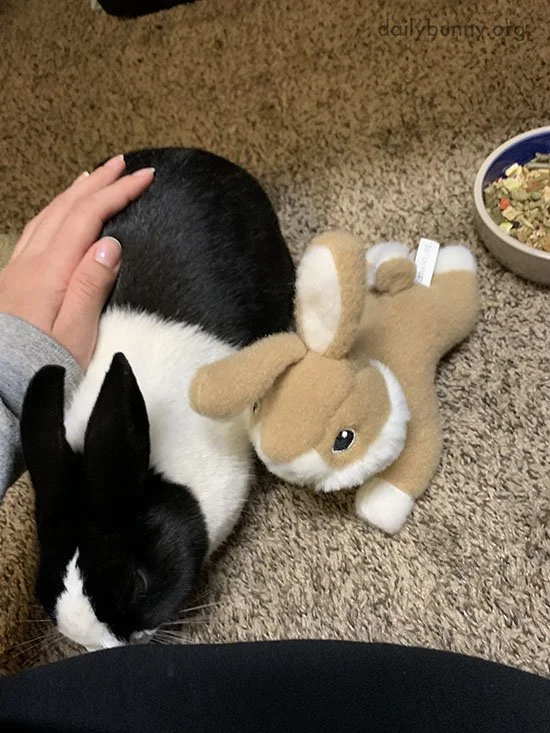 The Daily Bunny