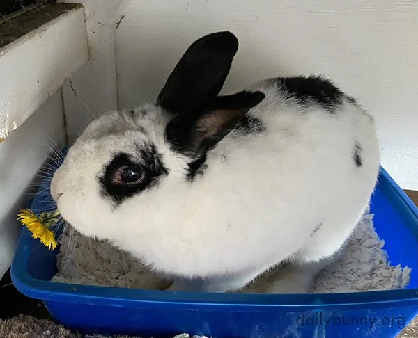 Bunny's Snack Is Farm to, Uh, Litter Box — The Daily Bunny