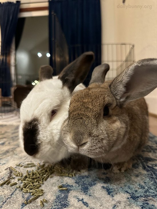 We'll Miss You, Bunny — The Daily Bunny