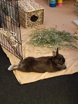 Chill Bunny Is Chill — The Daily Bunny