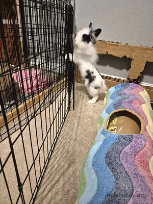 Whatcha Doin' All the Way Over There, Friend? — The Daily Bunny