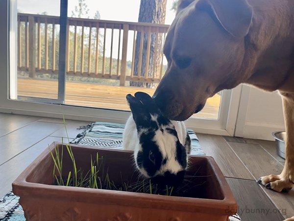 It's a Wheatgrass Feast! — The Daily Bunny