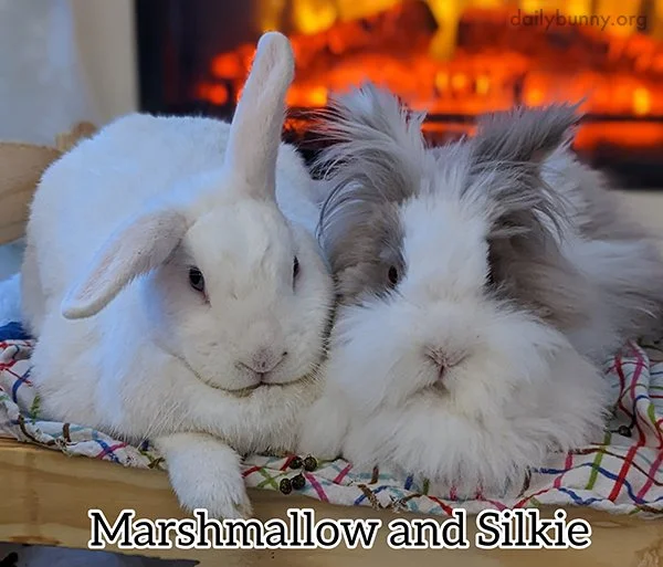 Ready to Meet Some New Bunny Friends? — The Daily Bunny