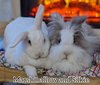 Ready to Meet Some New Bunny Friends? — The Daily Bunny
