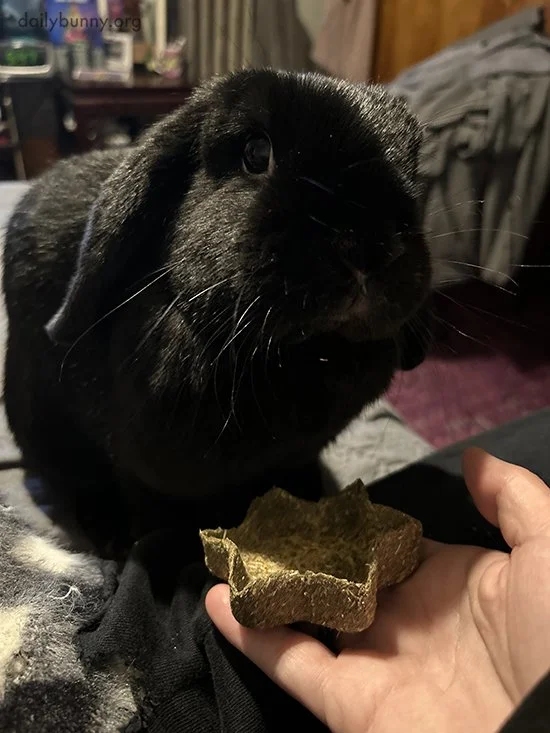 Bombastic Side Eye! Criminal Offensive Side Eye! — The Daily Bunny