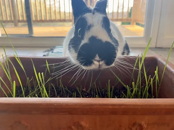 It's a Wheatgrass Feast! — The Daily Bunny