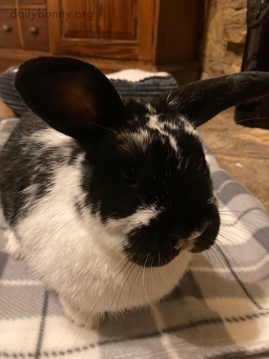 A Bunny's Ears Angle Forward in Response to His Curiosity — The Daily Bunny