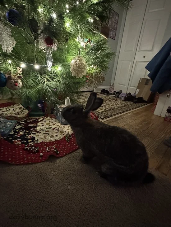 It's the Daily Bunny's Christmas 2025 Mega-Post! — The Daily Bunny